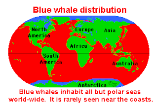 Blue Whale Adventure