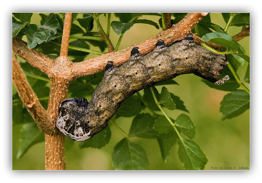 Naturfotografie Kanarische Inseln: D- Raupe des Totenkopfschwärmer ...