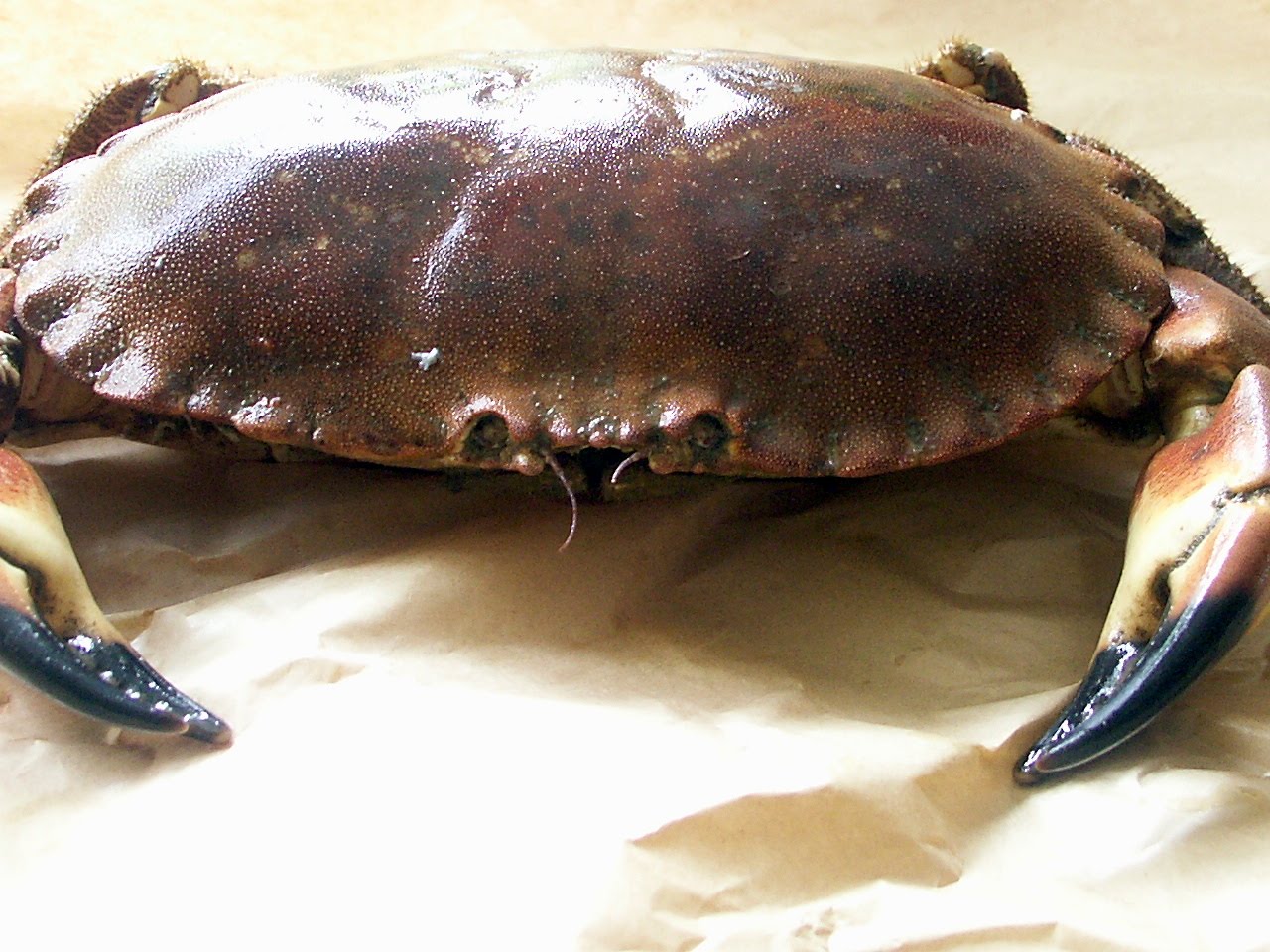 Silverkocken – en ny middag, numera när jag känner för det: Kokt krabba ...