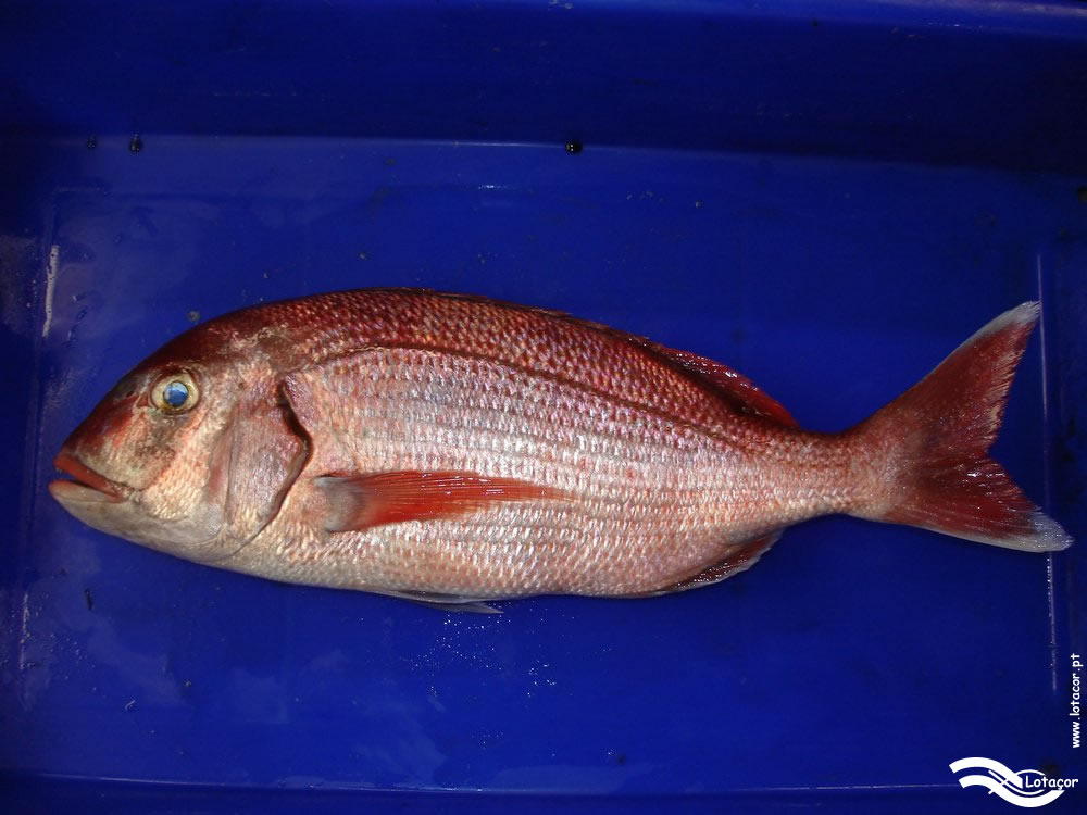 Biologia marinha do oceano atlântico