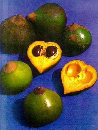 AMAZING FRUITS OF BRAZIL - Mami Knows Best | Puerto Rican Haitian Mami ...