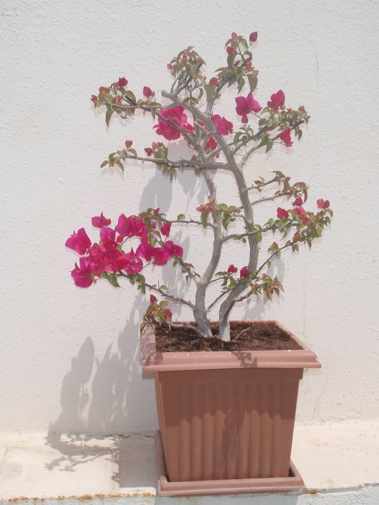 Bloom Cycle of Bougainvillea (Bogan Villa) ~ Simple Dreams