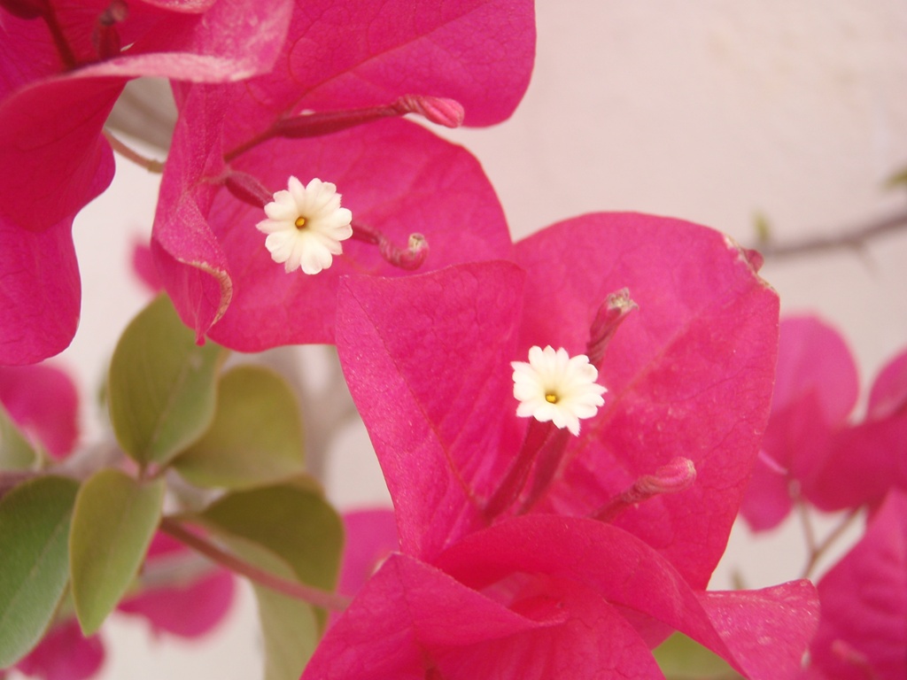 Bloom Cycle of Bougainvillea (Bogan Villa) ~ Simple Dreams