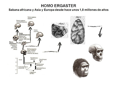 El Blog de Jesús A. Manzaneque: Evolución del ser humano - Homo ergaster