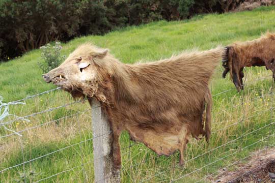 IMG_6040+Pig+hide (image)