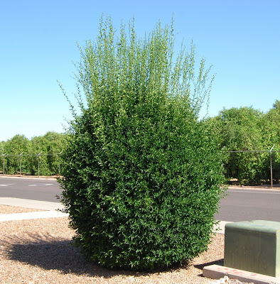 Brenda's Arizona: The Ch-ch-chia tree!