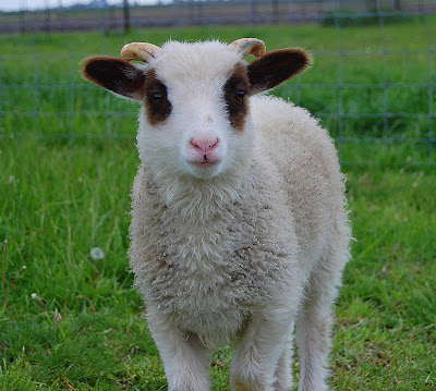 Crosswinds Farm: Weaning time for lambies