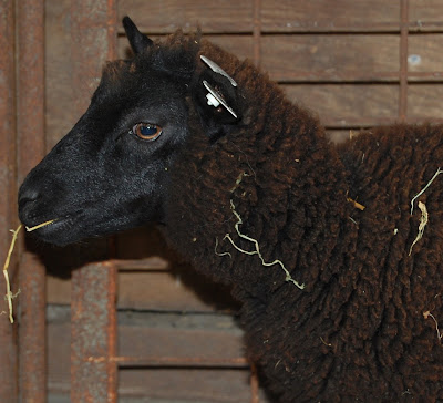 Crosswinds Farm: Weaning time for lambies