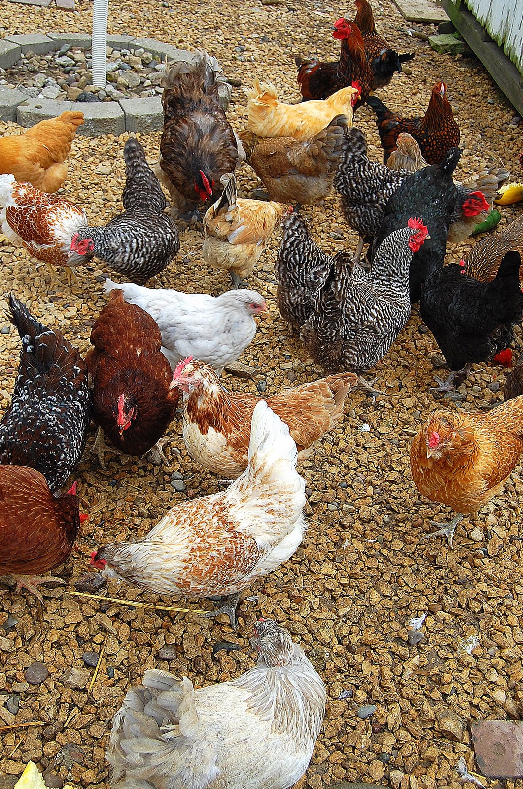 Crosswinds Farm: Chicken and Squash