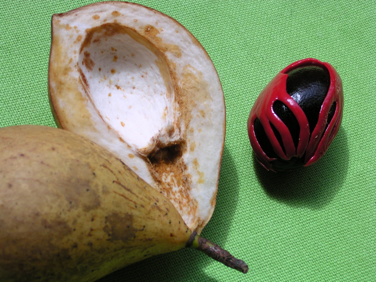 Enriching your kid!: The Nutmeg Fruit