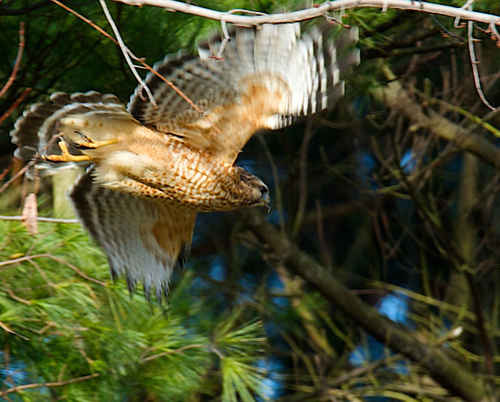 Red and the Peanut: Red-shouldered Hawk at Fort Ancient