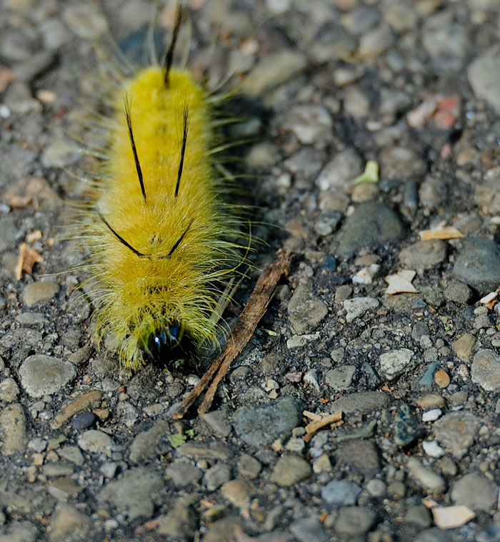 Red and the Peanut: American Dagger Moth Caterpillar, Acronicta americana