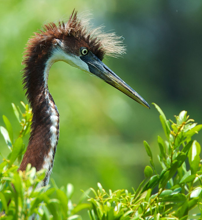 Red and the Peanut: Juvenile Tricolored Heron at the Ibis Pond Rookery
