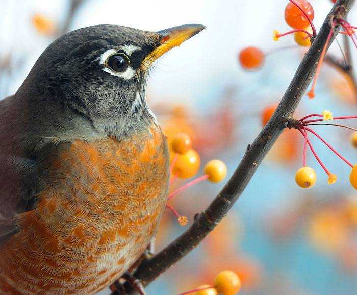 Red and the Peanut: While an American Robin picks a berry...I'll pick ...