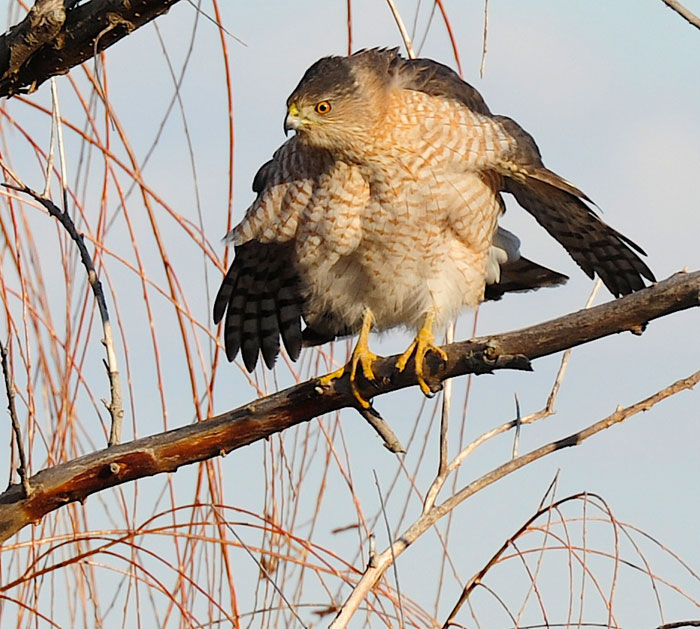 Red and the Peanut: Two Cooper's Hawks square off in our half-dead ...