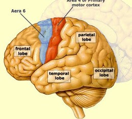 Joel (Ela!): Vídeo - El cervell