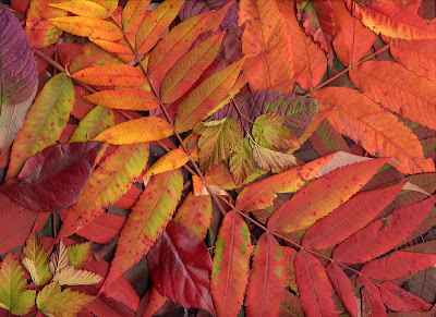 Rustling Leaves: November Header
