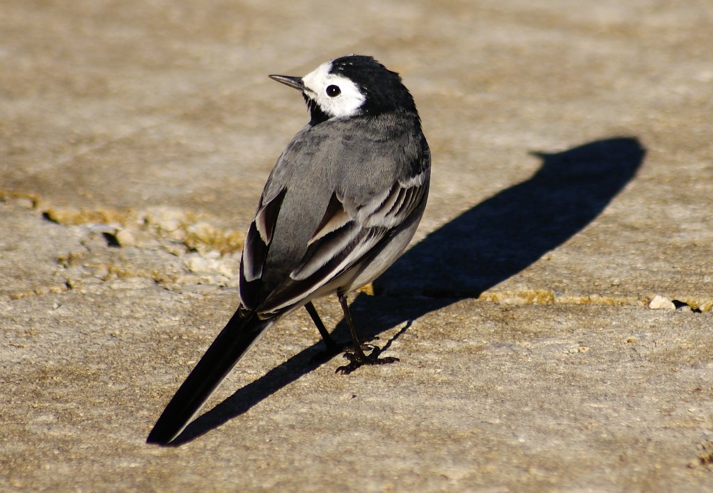 AVES DE ANDALUCÍA: Lavandera Blanca