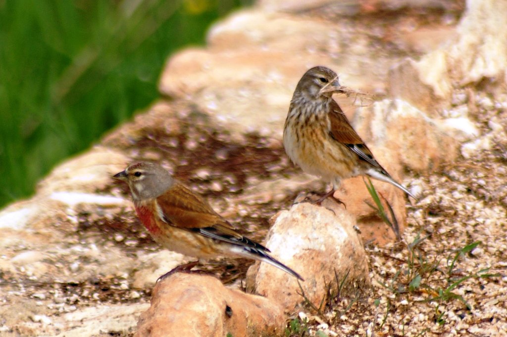 AVES DE ANDALUCÍA: Pardillo Común