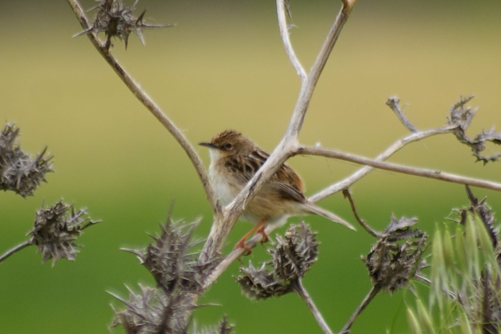 AVES DE ANDALUCÍA: Buitrón