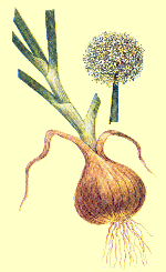 O czym wiedziały nasze babcie: Z zielnika Cebula