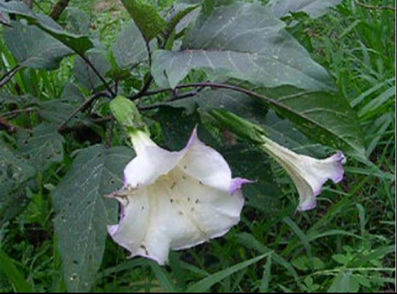 -akuseorangpetani-: TANAMAN HERBA - KECUBUNG