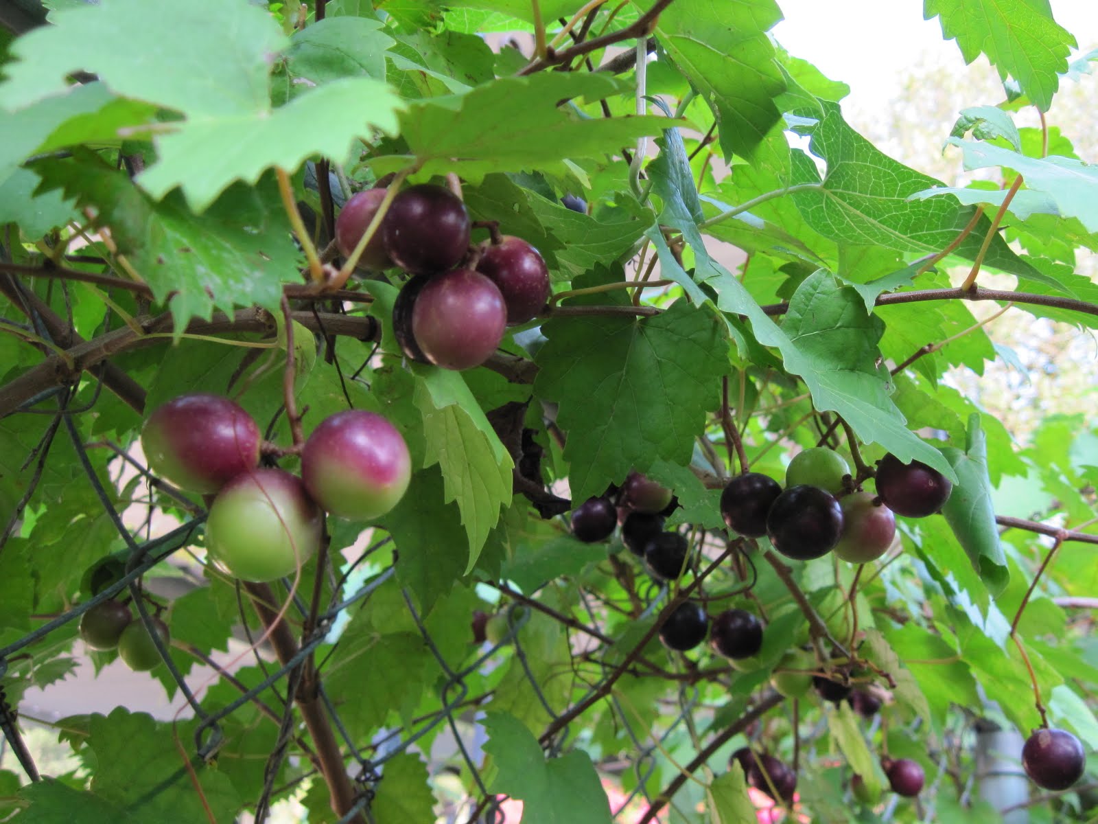 Central Virginia Organic Gardener: Muscadines