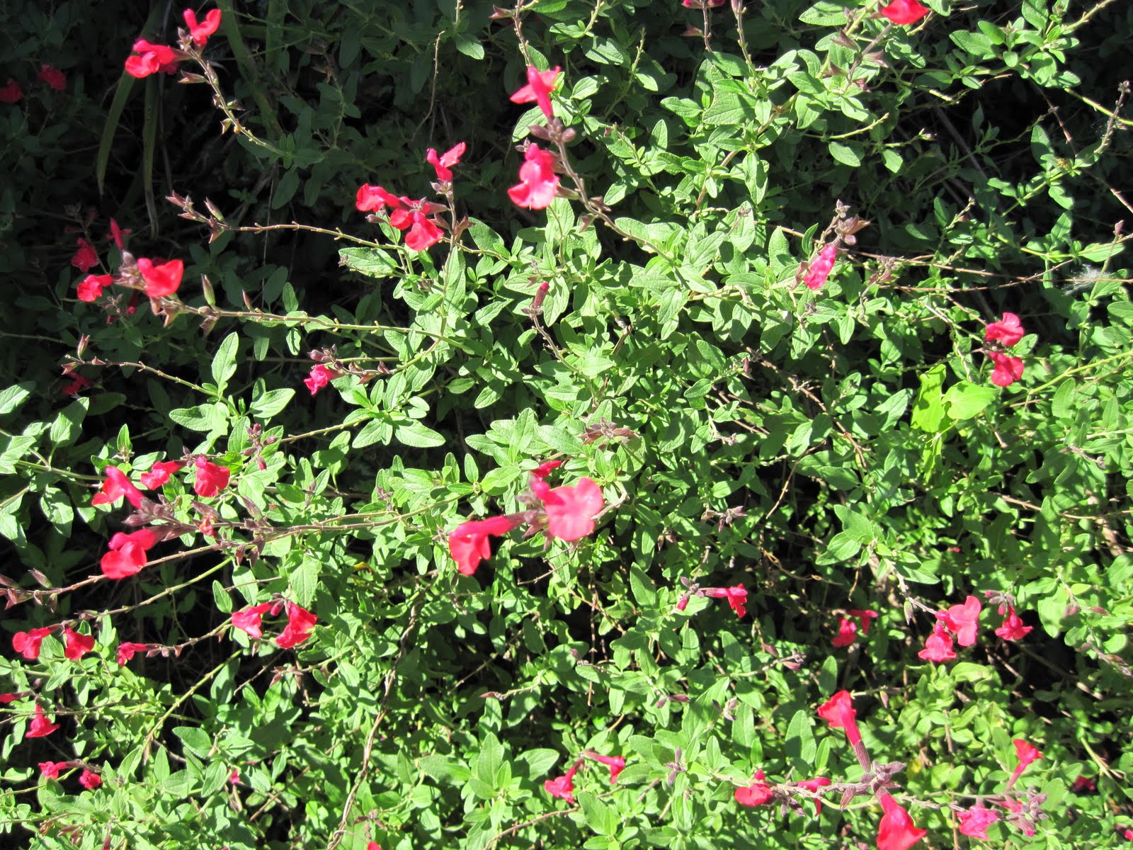 Central Virginia Organic Gardener: A Sage Tale