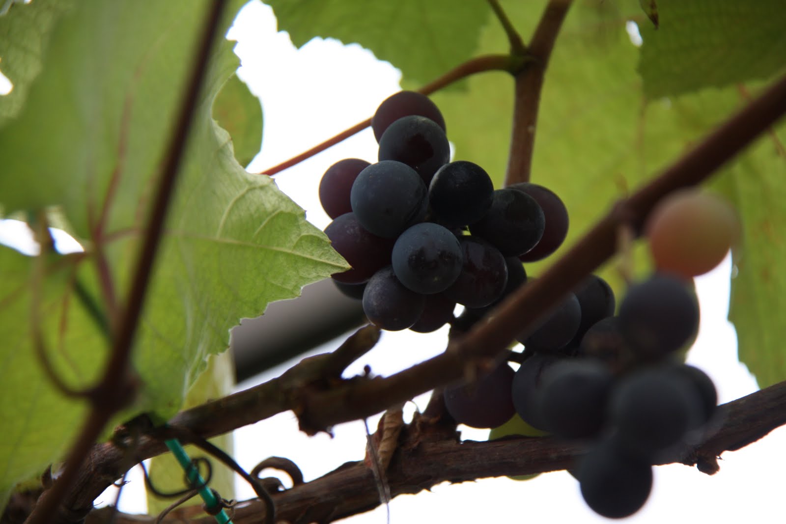 Amanda Putri's Garden: ANGGUR MUSCAT HAMBURG