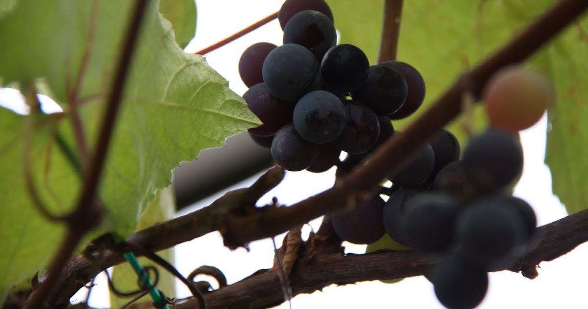 Amanda Putri's Garden: ANGGUR MUSCAT HAMBURG