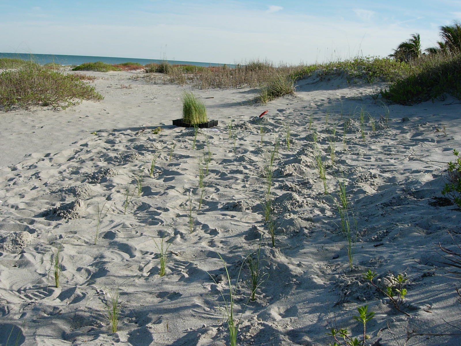 Today in Cocoa Beach: Sea oats planting progress