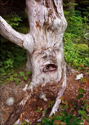 Sparsa: Faces of Nature