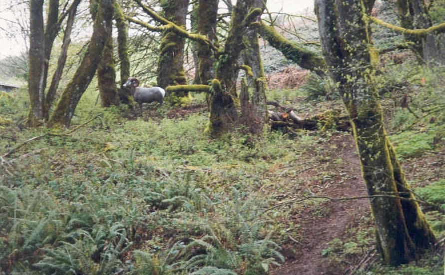 Hunter's Black Forest Archery: Photographs