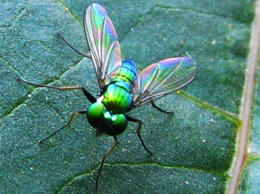 Cranium Bolts: Tiny iridescent green fly