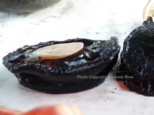 Introducing Maori Lifestyles: Paua - Favourite Kaimoana