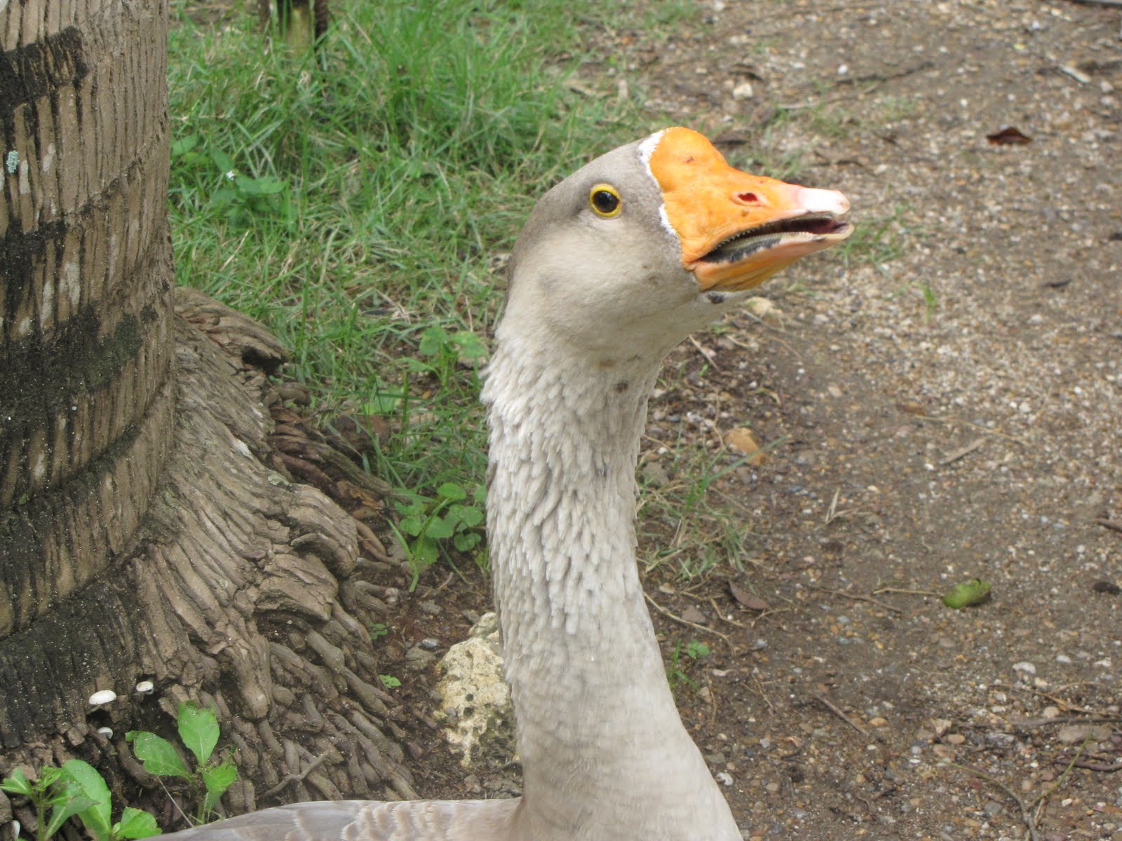 where is haley?: Tito the Guard Goose