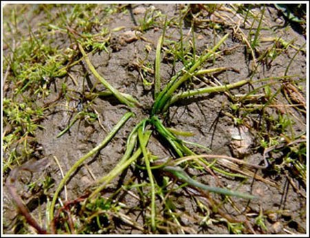 treasure: Rare Treasure Plant Discovered in Sichuan's Tibetan Area