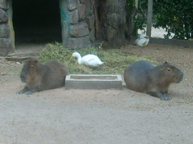 PARQUE ZOOLOGICO LECOCQ. MONTEVIDEO: ZOO ATLANTIDA