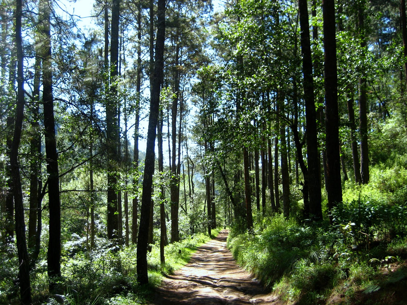 Wonderings As I Wander: Corazón del Bosque: through the lens