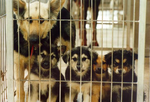ZAGUATES Y MISINGOS: CARTA DE UN TRABAJADOR DE UNA PERRERA, ALBERGUE ...