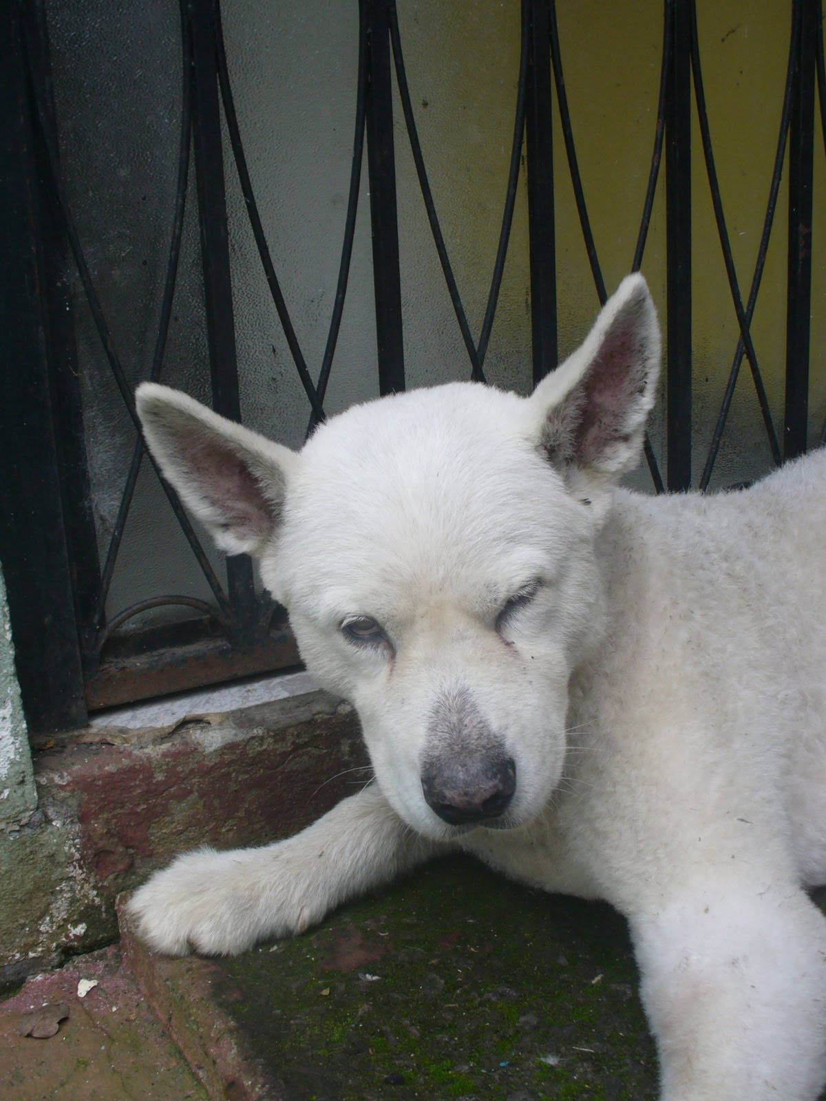 ZAGUATES Y MISINGOS: PERRO BLANCO ENCONTRADO EN LOS SITIOS, MORAVIA