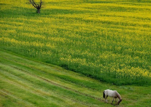 caballos criollos: PRADOS Y BOX