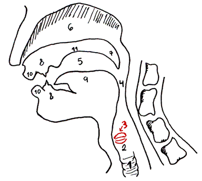 Valeria Rodrigues: WORKSHOP - AULA 4 ->Aparelho Fonador, Ressonância Vocal)
