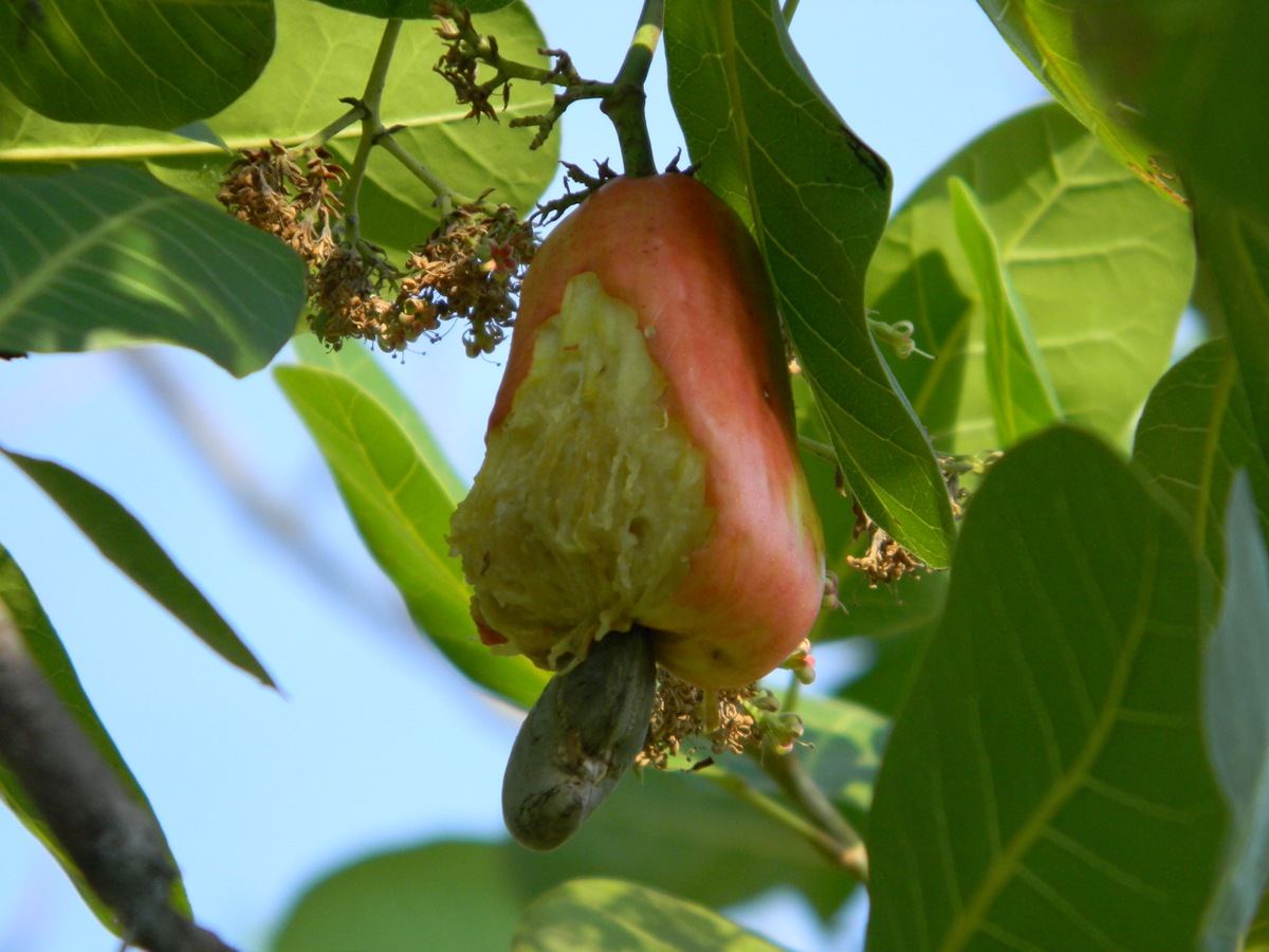 SEPANJANG JALAN KENANGAN: BUAH JANGGUIH @ GAJUS.