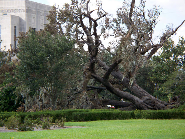 HISTORICAL BATON ROUGE: 250 year old oak tree, know as the "Boyd Oak ...