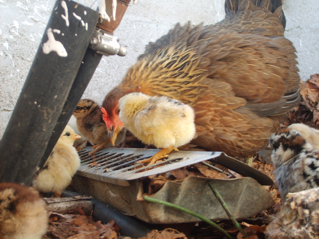 oh dear: more well chicken and her little ones.
