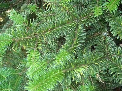 Fraser Fir IPM: Cryptomeria Scale