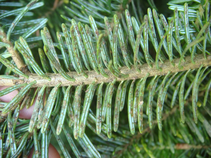 Fraser Fir IPM: Cryptomeria Scale