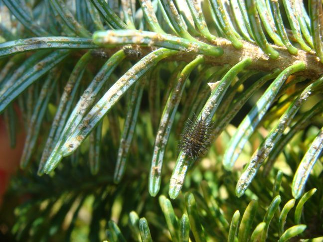 Fraser Fir IPM: Cryptomeria Scale Found in Ashe County