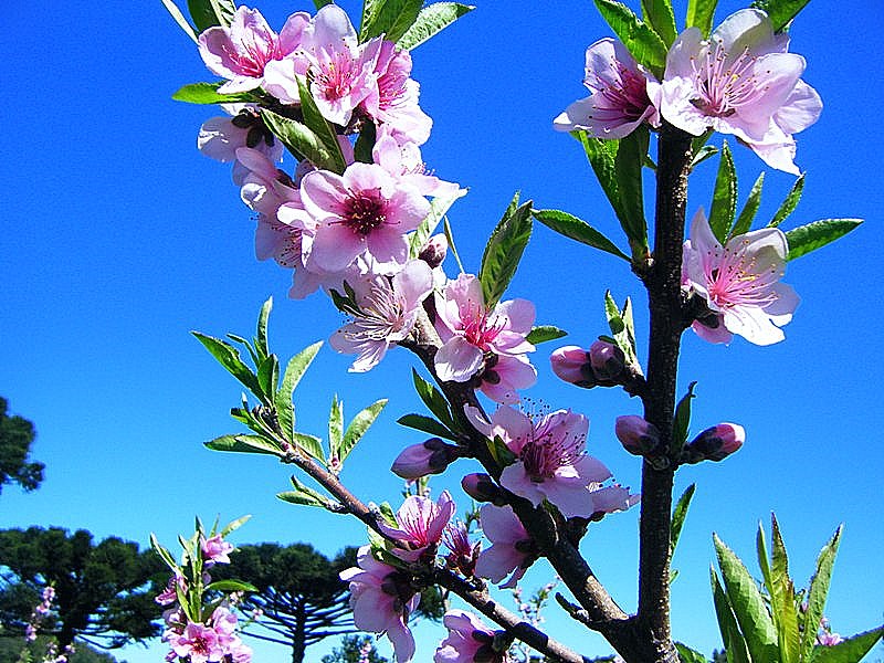 FotoGrafismos...: Pessegueiro em flor - Árvores (1)